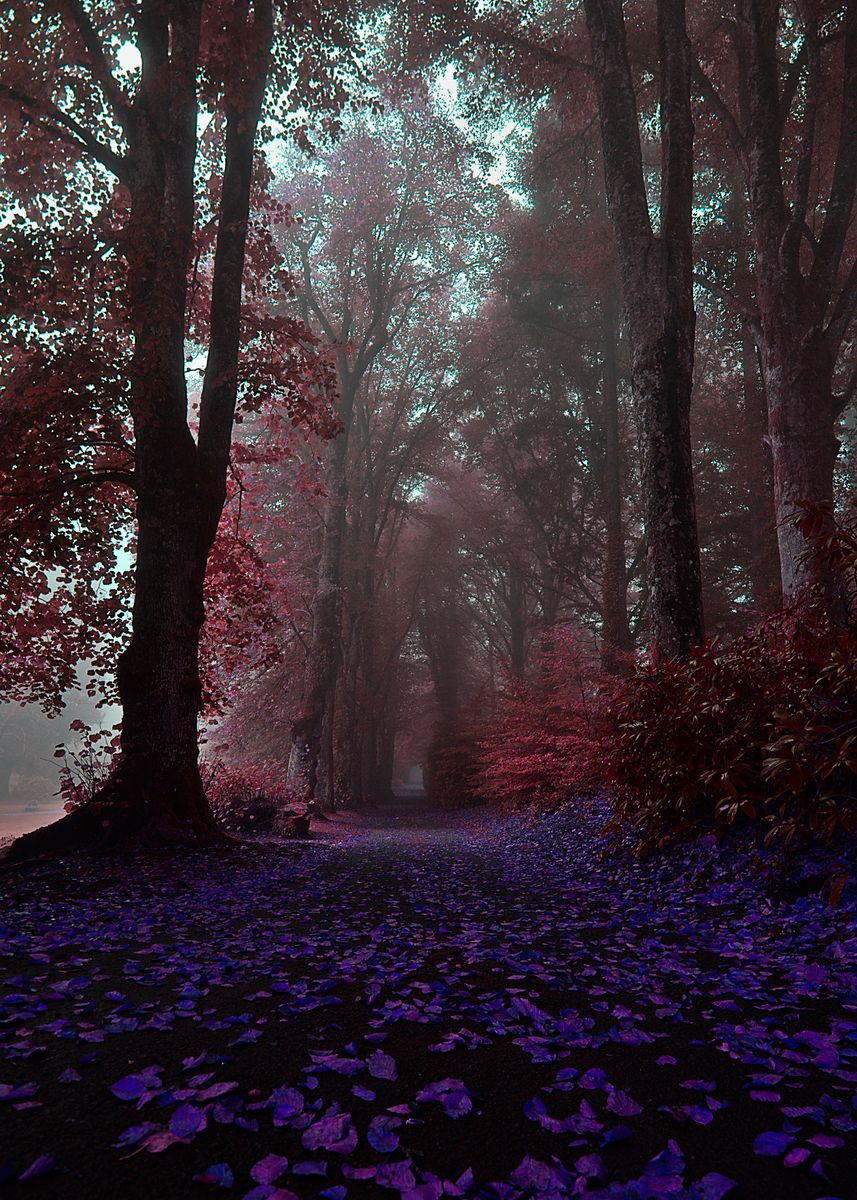 'Purple Forest Path' Poster, picture, metal print, paint by Nyalil ...