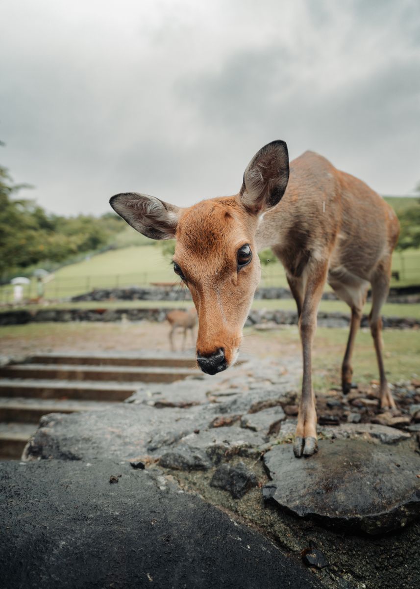 'Curious Deer Close-Up' Poster, picture, metal print, paint by nicolas ...
