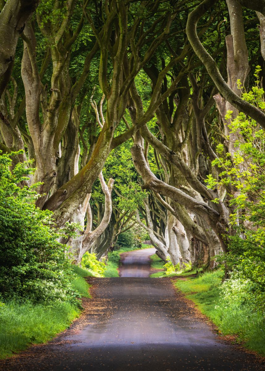 'Dark Hedges Road | Game of Thrones' Poster, picture, metal print ...