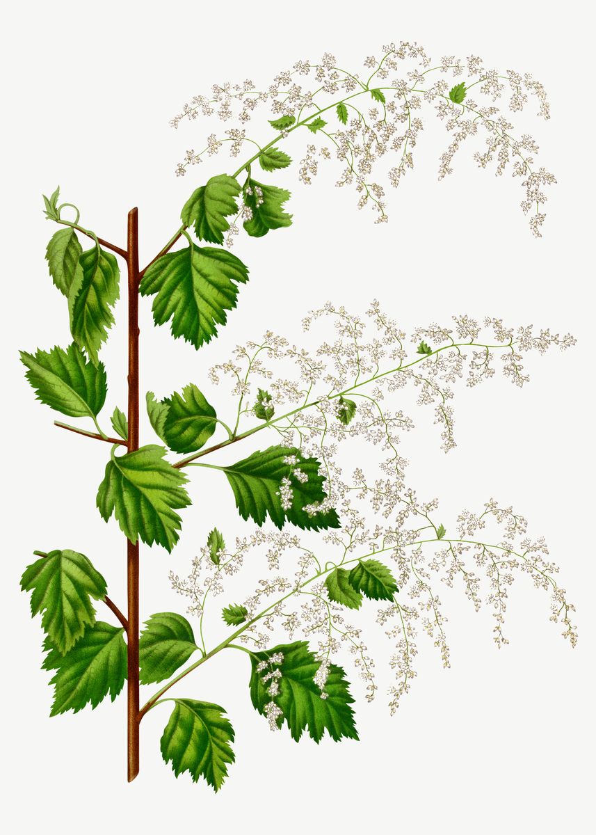 'Broadleaf Meadowsweet ' Poster, picture, metal print, paint by Antique ...