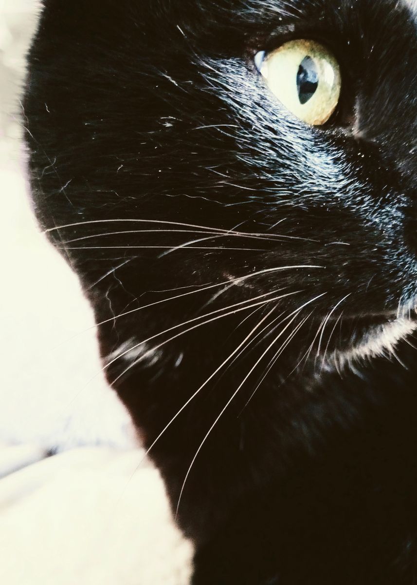 'BLACK CAT NOCSI no3' Poster, picture, metal print, paint by Pia ...