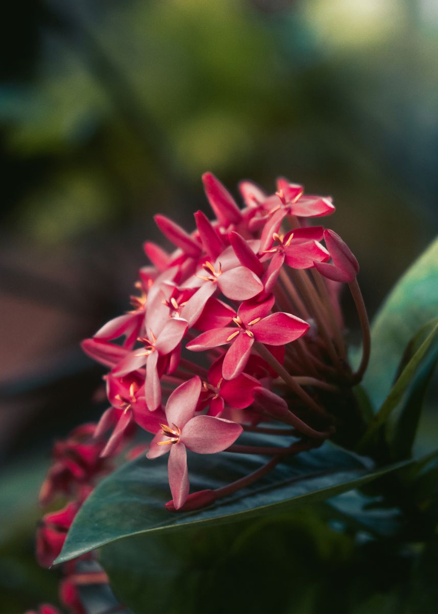 'Pink Flowers in Bloom' Poster, picture, metal print, paint by Nii ...