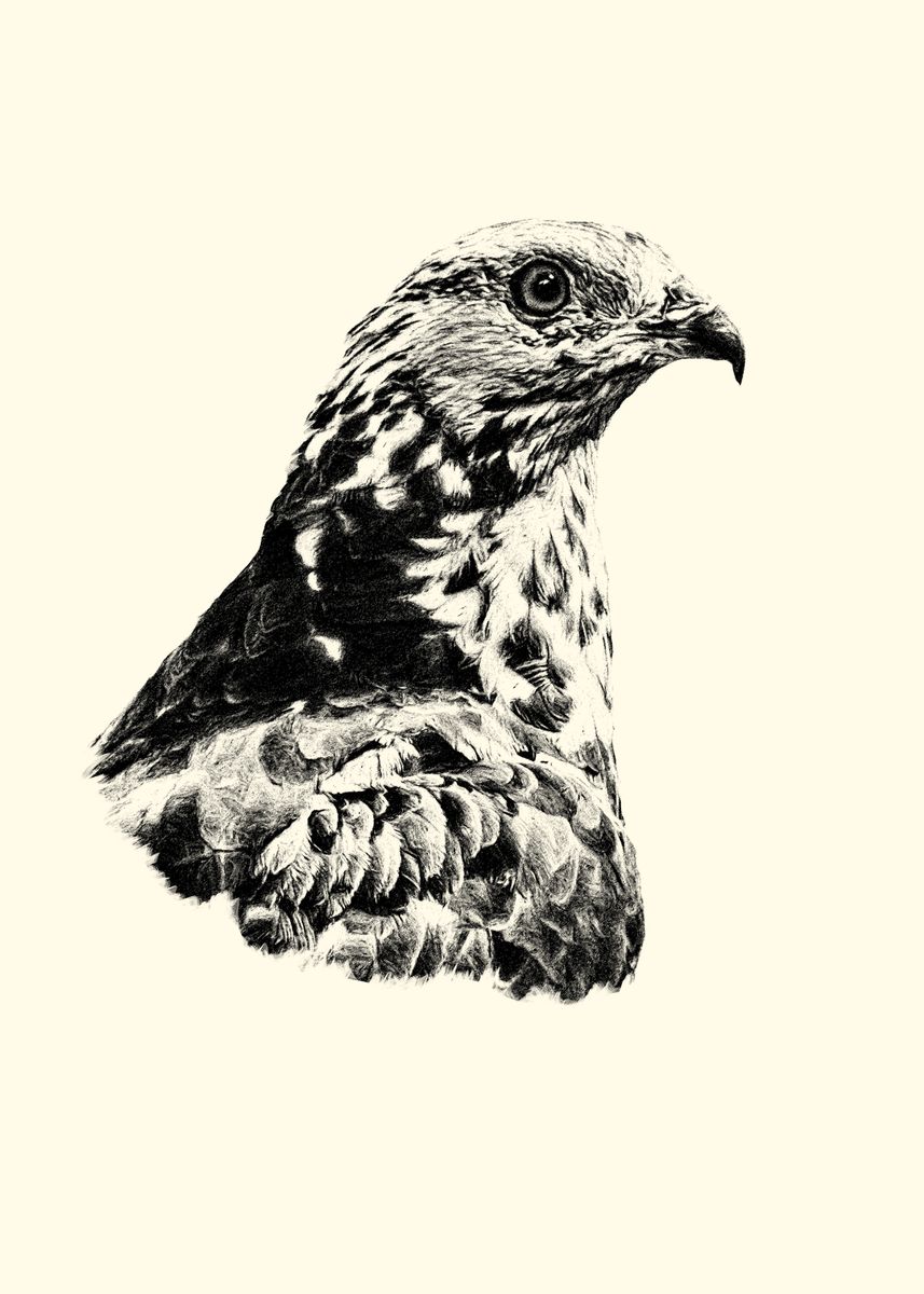 'Honey Buzzard portrait' Poster, picture, metal print, paint by Gyula ...