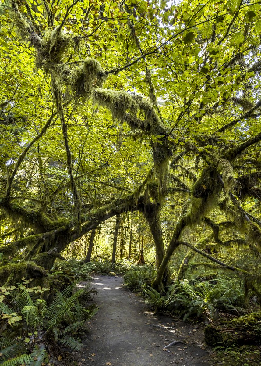 'Hoh Rainforest USA' Poster, picture, metal print, paint by Melanie ...