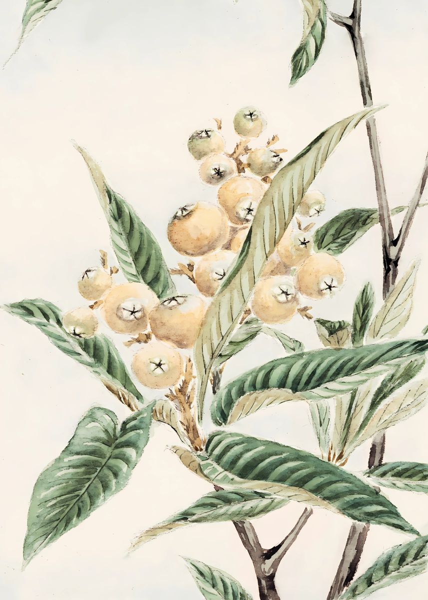 'Biwa Loquat Branch' Poster, picture, metal print, paint by Antique ...