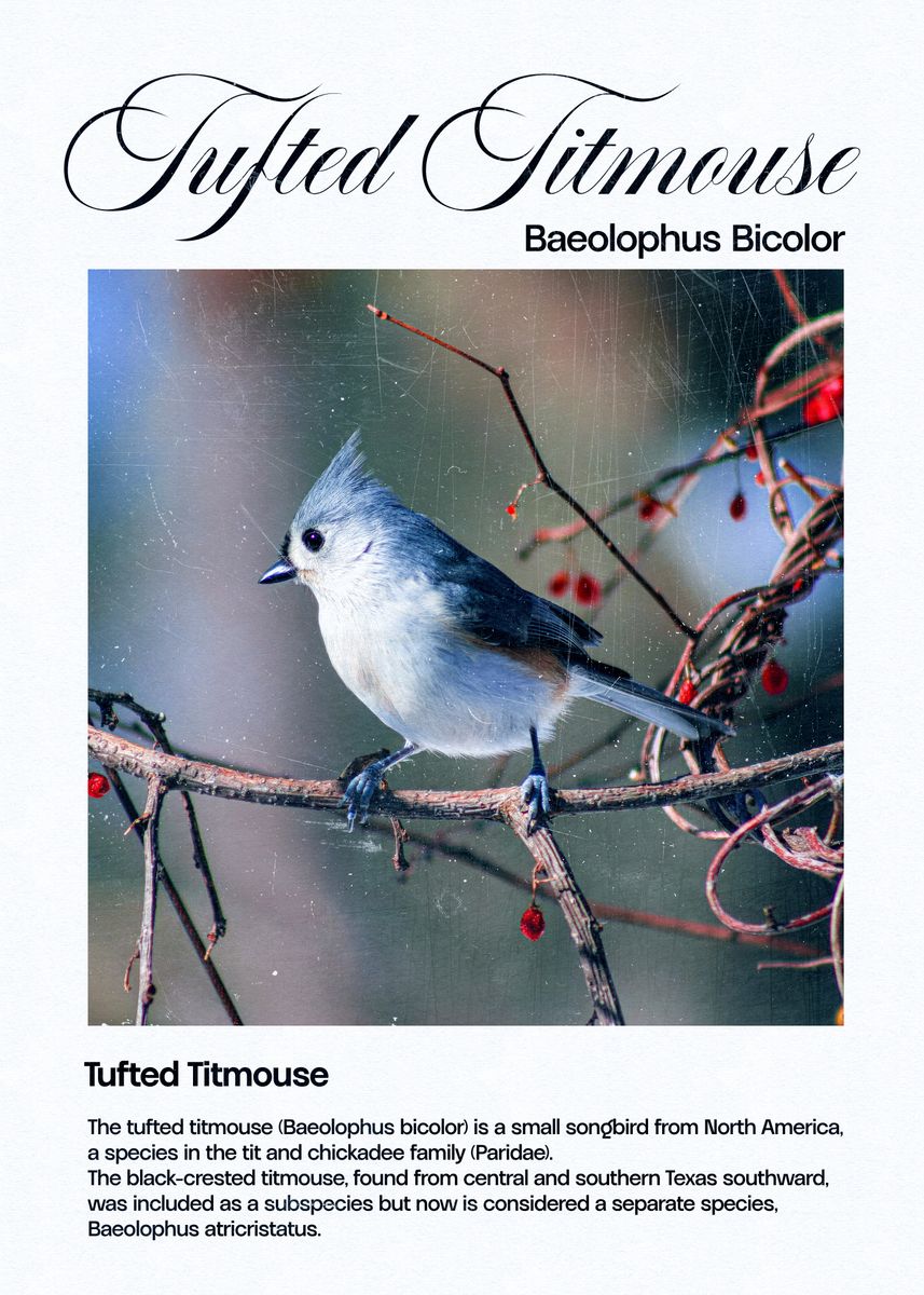 'Tufted Titmouse Bird' Poster, picture, metal print, paint by Gibran ...