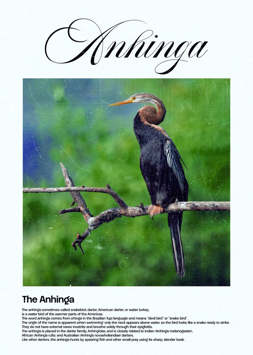 'Anhinga Bird on Branch' Poster, picture, metal print, paint by Gibran ...