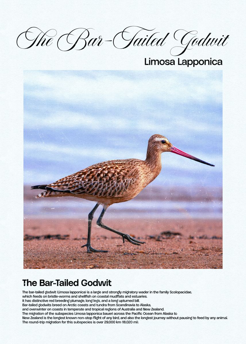 'Bar-Tailed Godwit Bird' Poster, picture, metal print, paint by Gibran ...