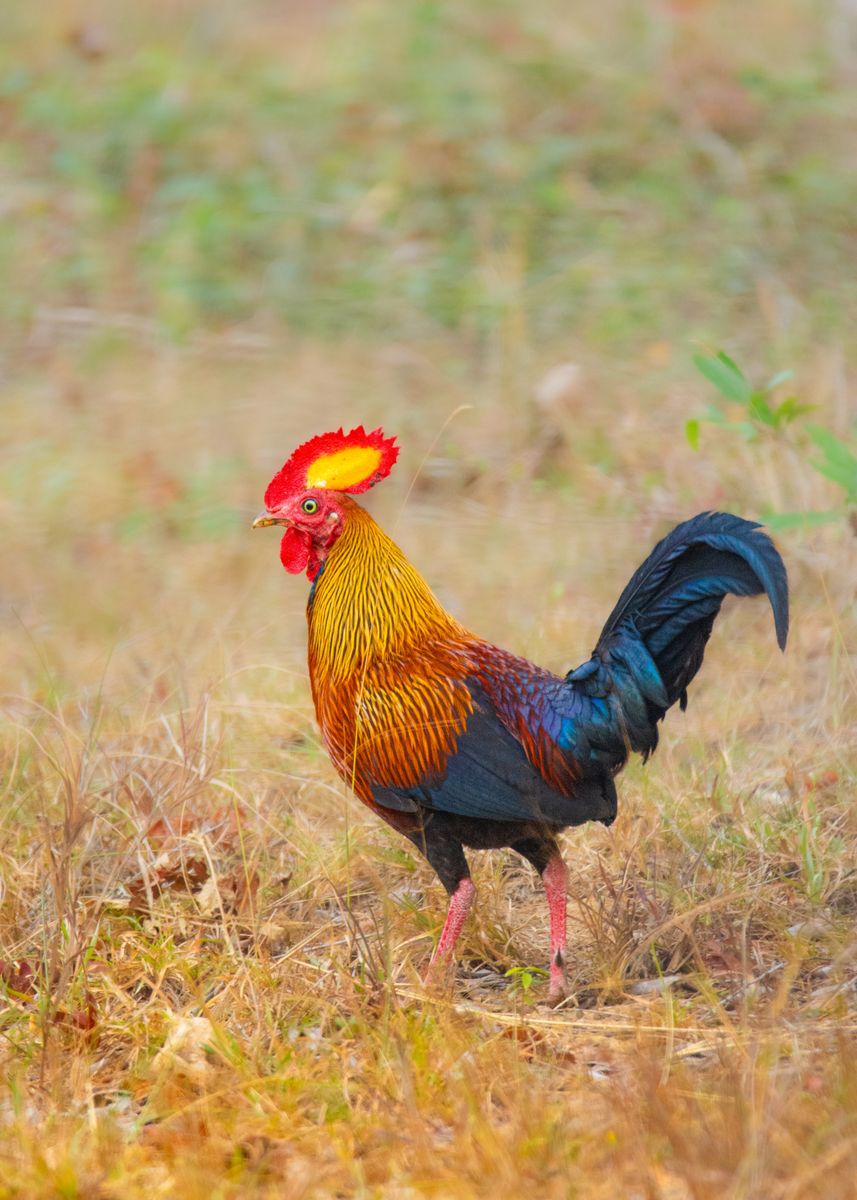 'Red Junglefowl Rooster' Poster, picture, metal print, paint by Yazir ...