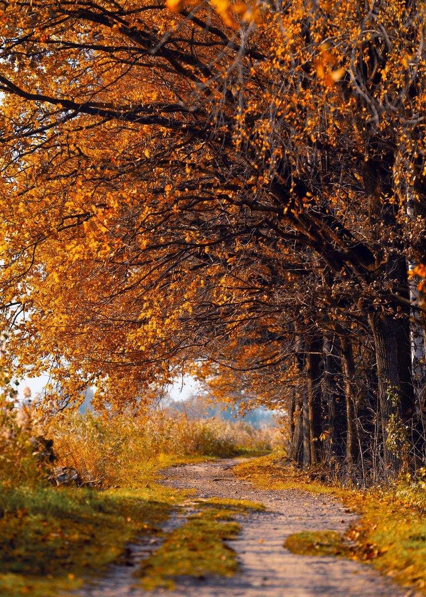'Autumn Path Through Trees' Poster, picture, metal print, paint by ...