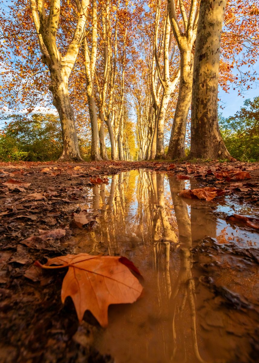 'Autumn Tree Reflections' Poster, picture, metal print, paint by Maxime ...