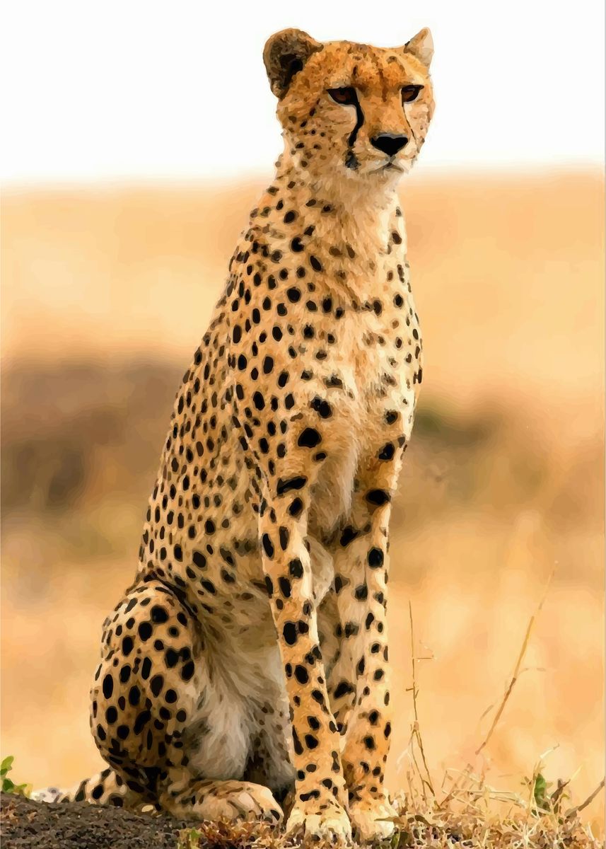 'Cheetah in Savanna' Poster, picture, metal print, paint by Monnn STD ...