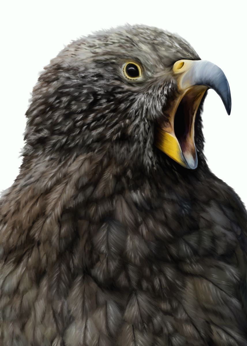 'Kea Portrait' Poster, picture, metal print, paint by Dan | Displate