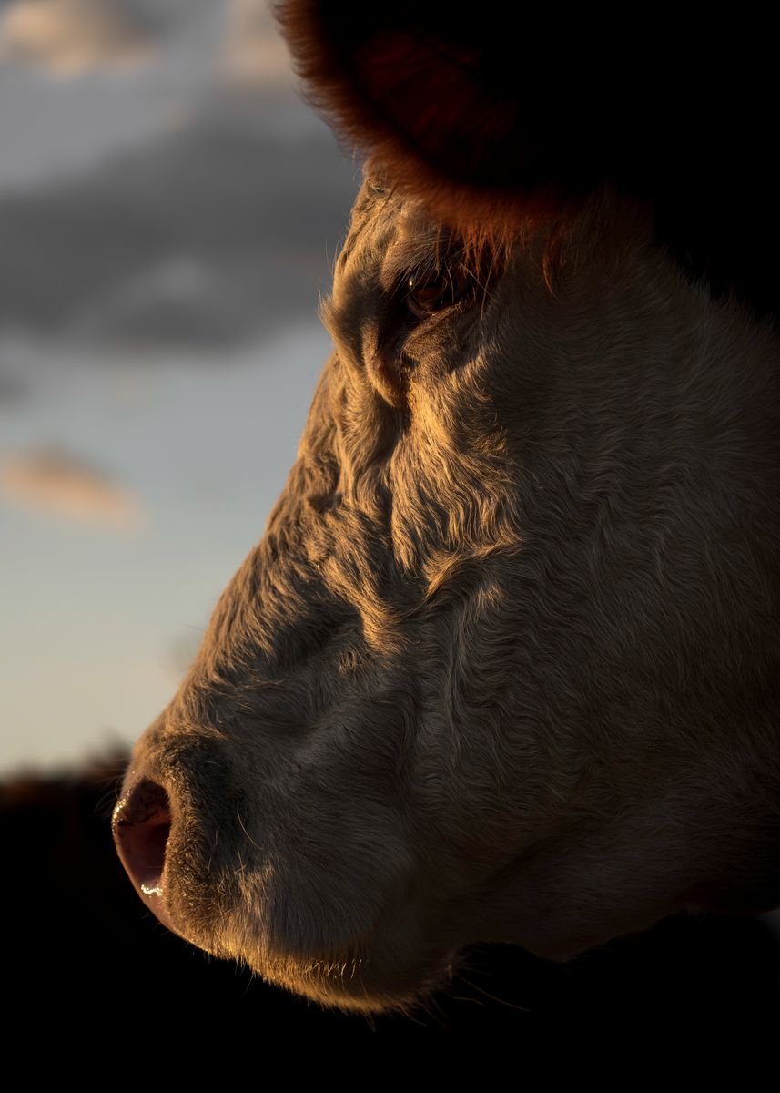 'Cow Profile Sunset' Poster, picture, metal print, paint by Dan | Displate