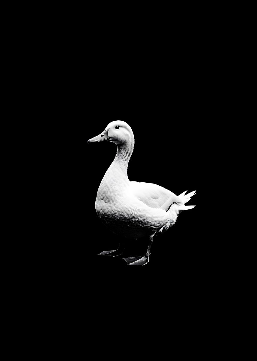 'Animal White Duck' Poster, picture, metal print, paint by JackyViner ...