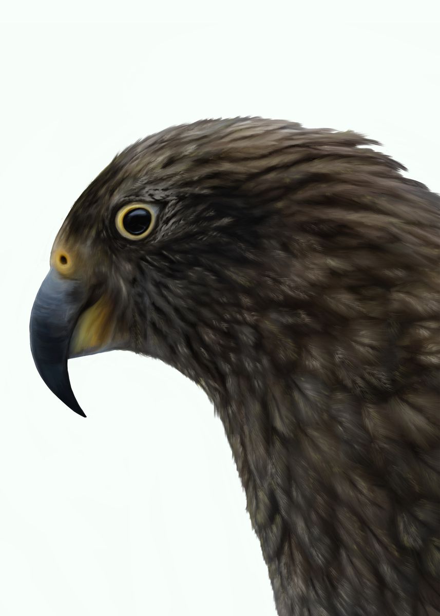 'Kea Parrot Portrait' Poster, picture, metal print, paint by Dan | Displate