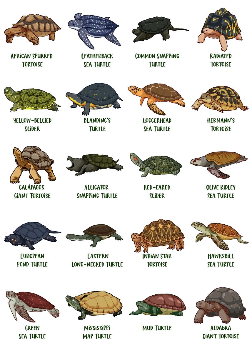'Tortoises and Turtles - Types of Turtles' Poster, picture, metal print ...
