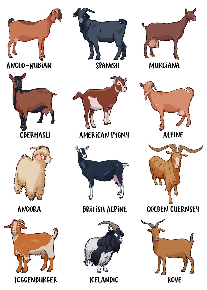 'Types of goats' Poster, picture, metal print, paint by pixelbull ...