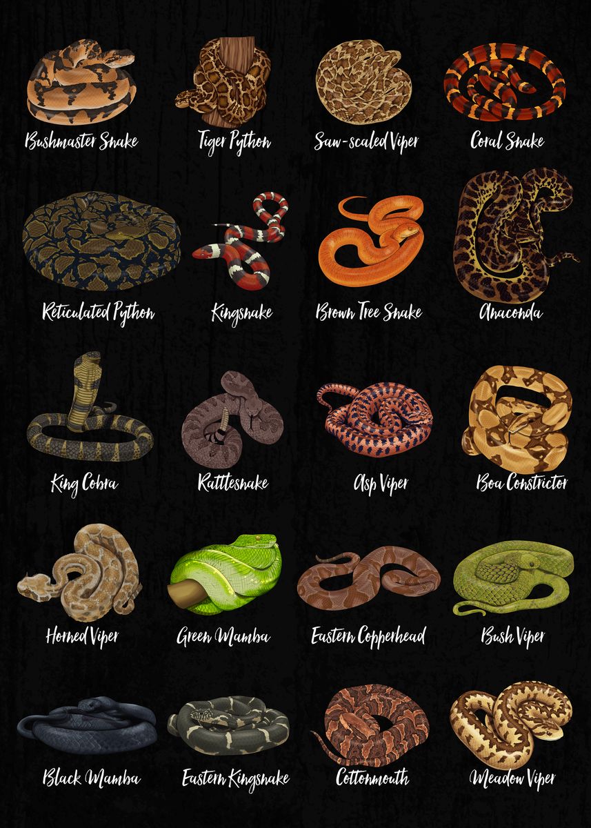 'Types of Snakes' Poster, picture, metal print, paint by pixelbull ...