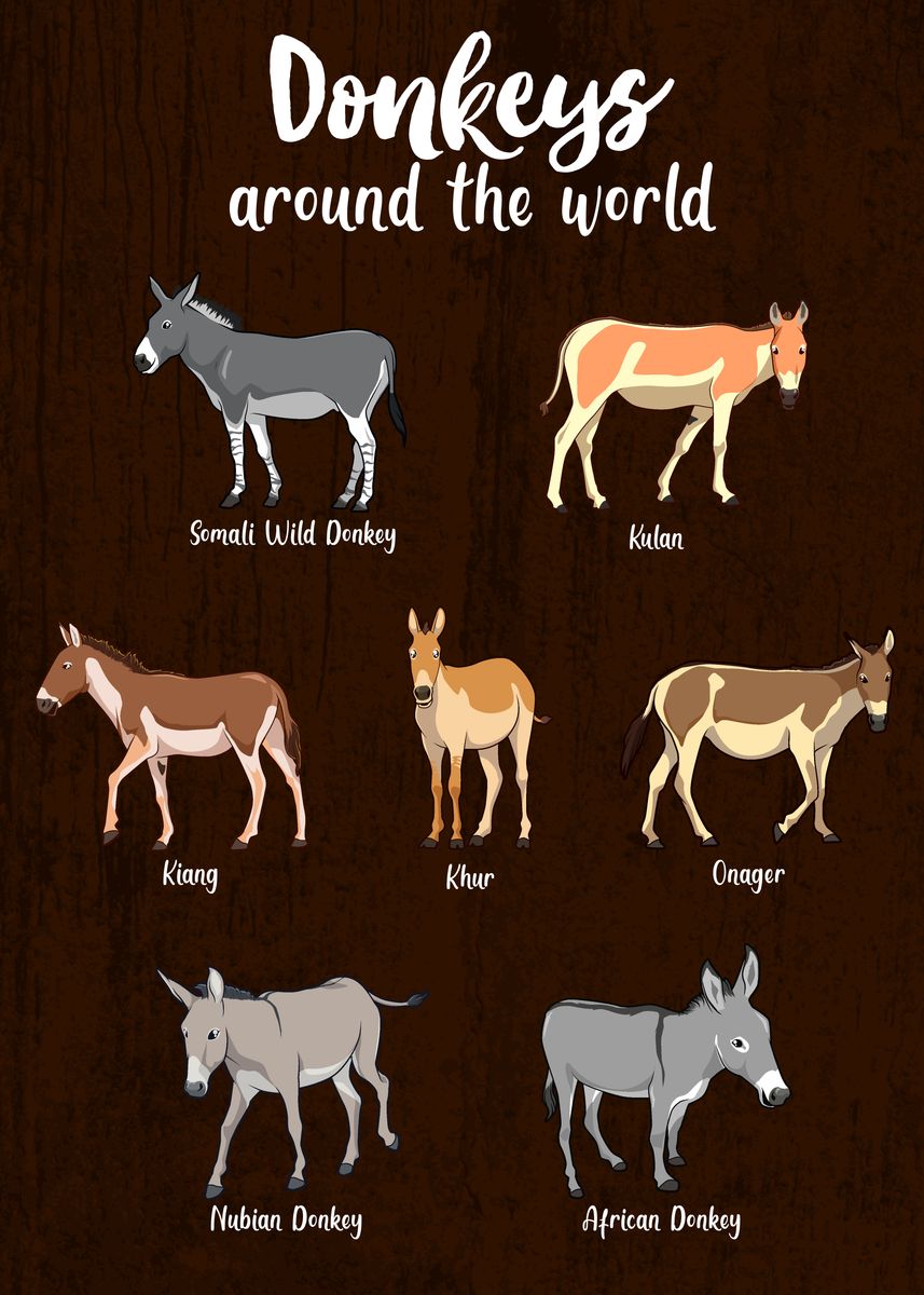 'Donkeys Around the World' Poster, picture, metal print, paint by ...