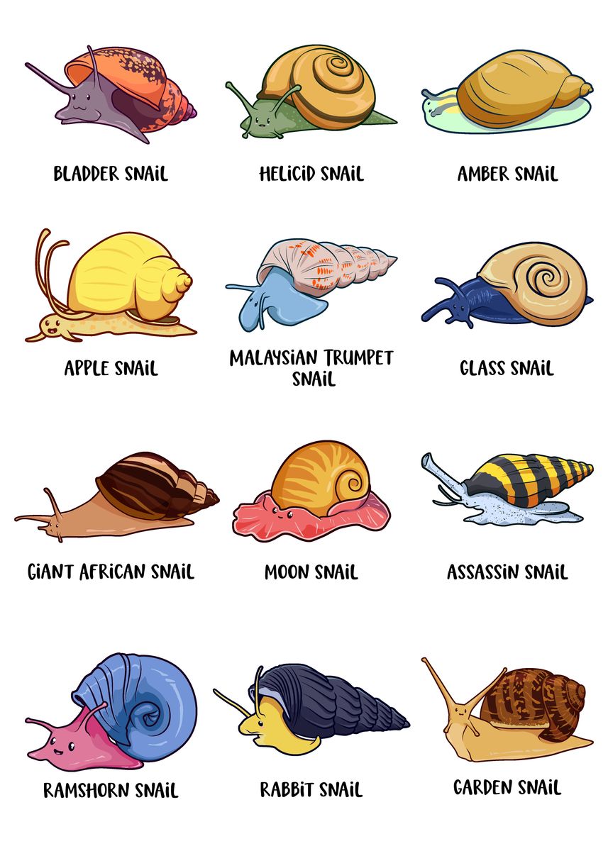 'Cute Types of Snails' Poster, picture, metal print, paint by pixelbull ...