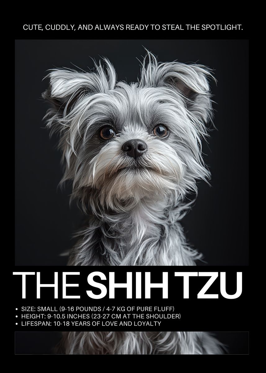 'Beautiful Shih Tzu Dog Portrait' Poster, picture, metal print, paint ...