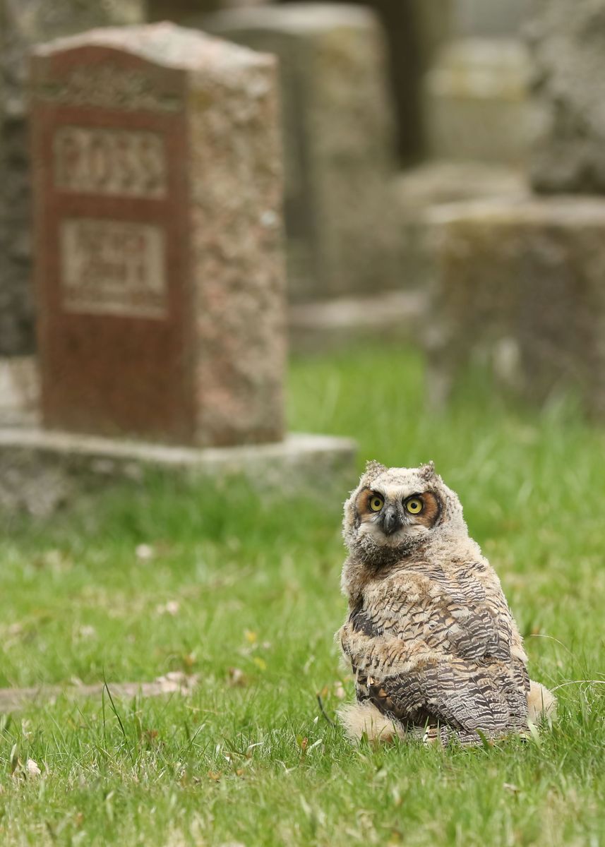 'Grumple Stealthskin explores graveyard' Poster, picture, metal print ...