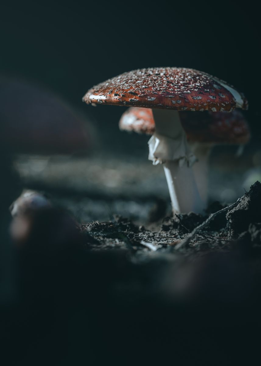 'Red and White Mushroom' Poster, picture, metal print, paint by Adam ...