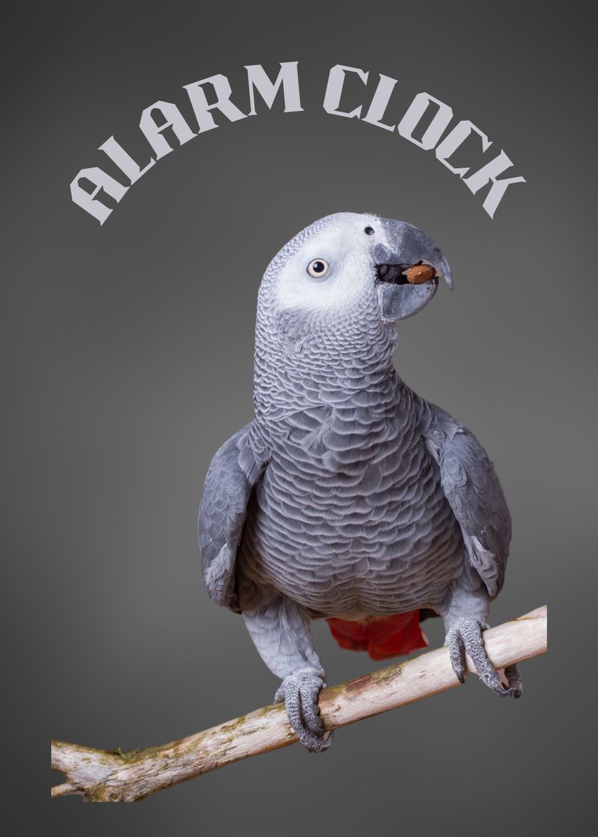 'Grey Parrot Alarm Clock' Poster, picture, metal print, paint by ...