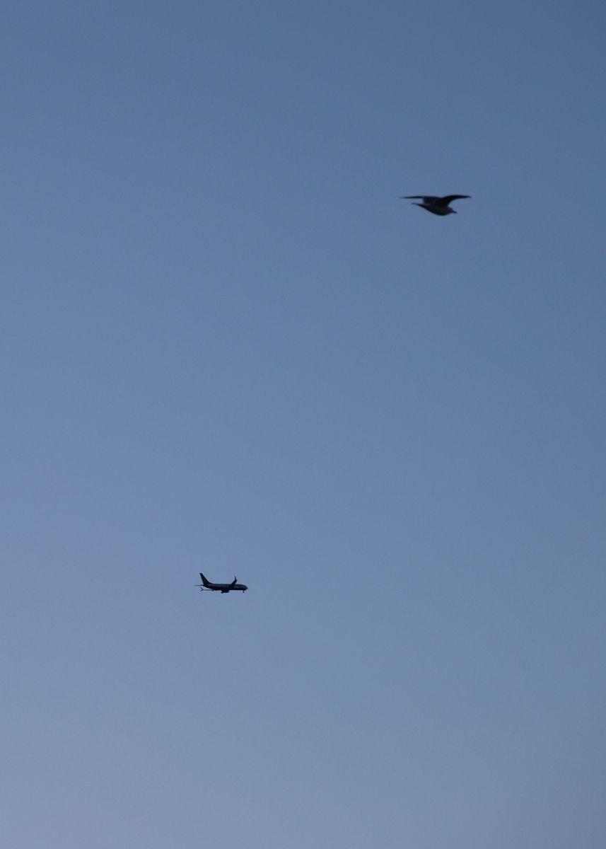 'Airplane and Bird in Sky' Poster, picture, metal print, paint by ...