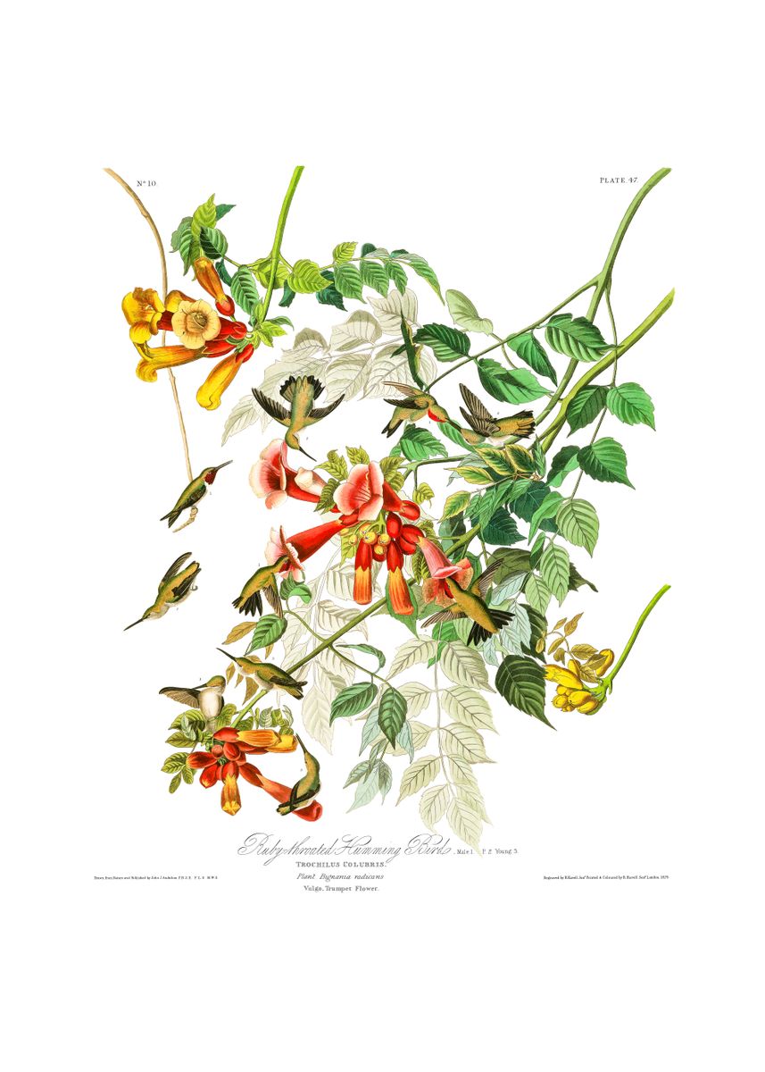 'The Birds of America - Ruby-throated Humming Bird' Poster, picture ...