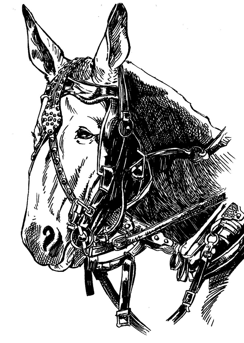 'Black and White Mule Illustration' Poster, picture, metal print, paint ...