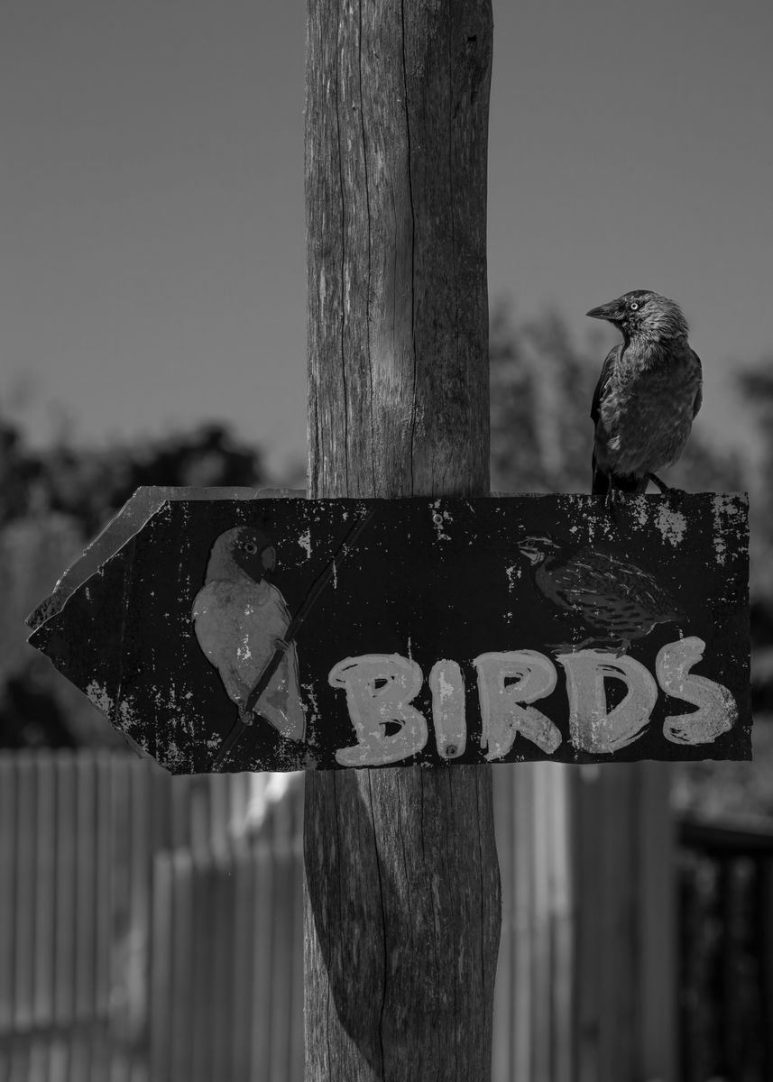 'Bird Signpost' Poster, picture, metal print, paint by Kai T | Displate