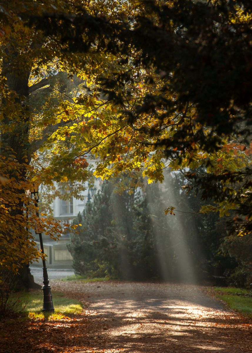 'Autumn Path Sunlight' Poster, picture, metal print, paint by ...