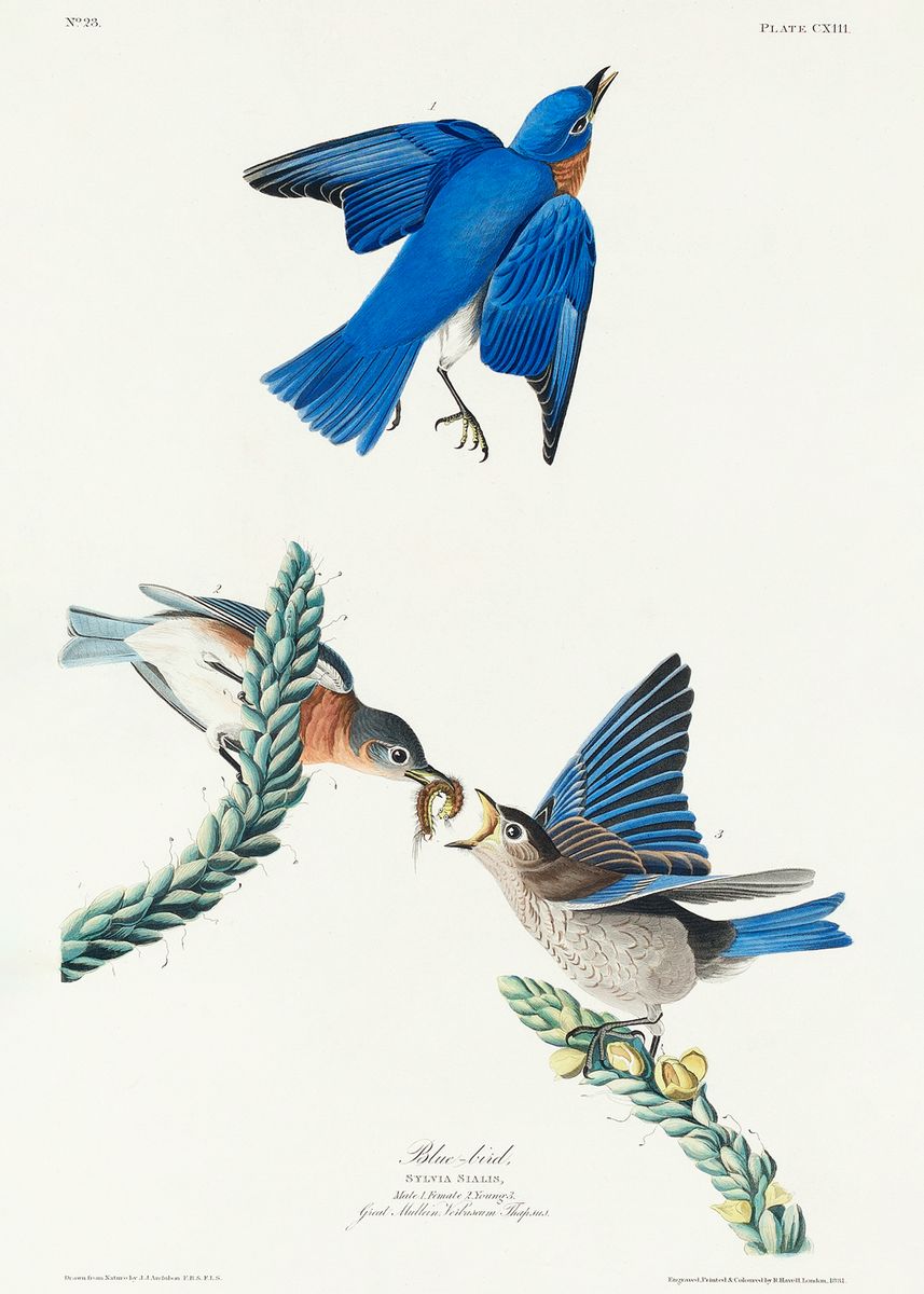 'Bluebird' Poster, picture, metal print, paint by CaptiveArtDesigns ...