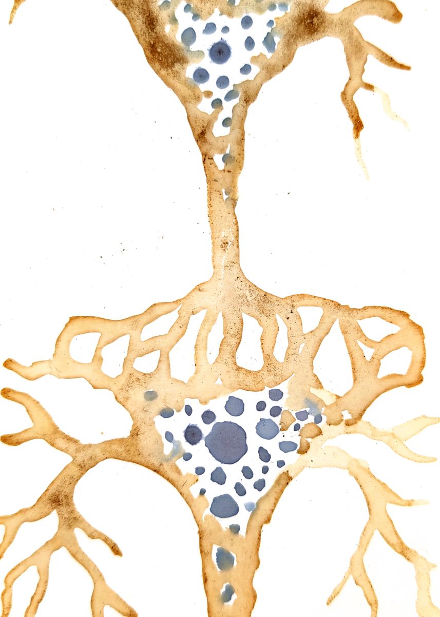 'Pyramidal neuron connected Coffee Stain Neuron Art' Poster, picture ...