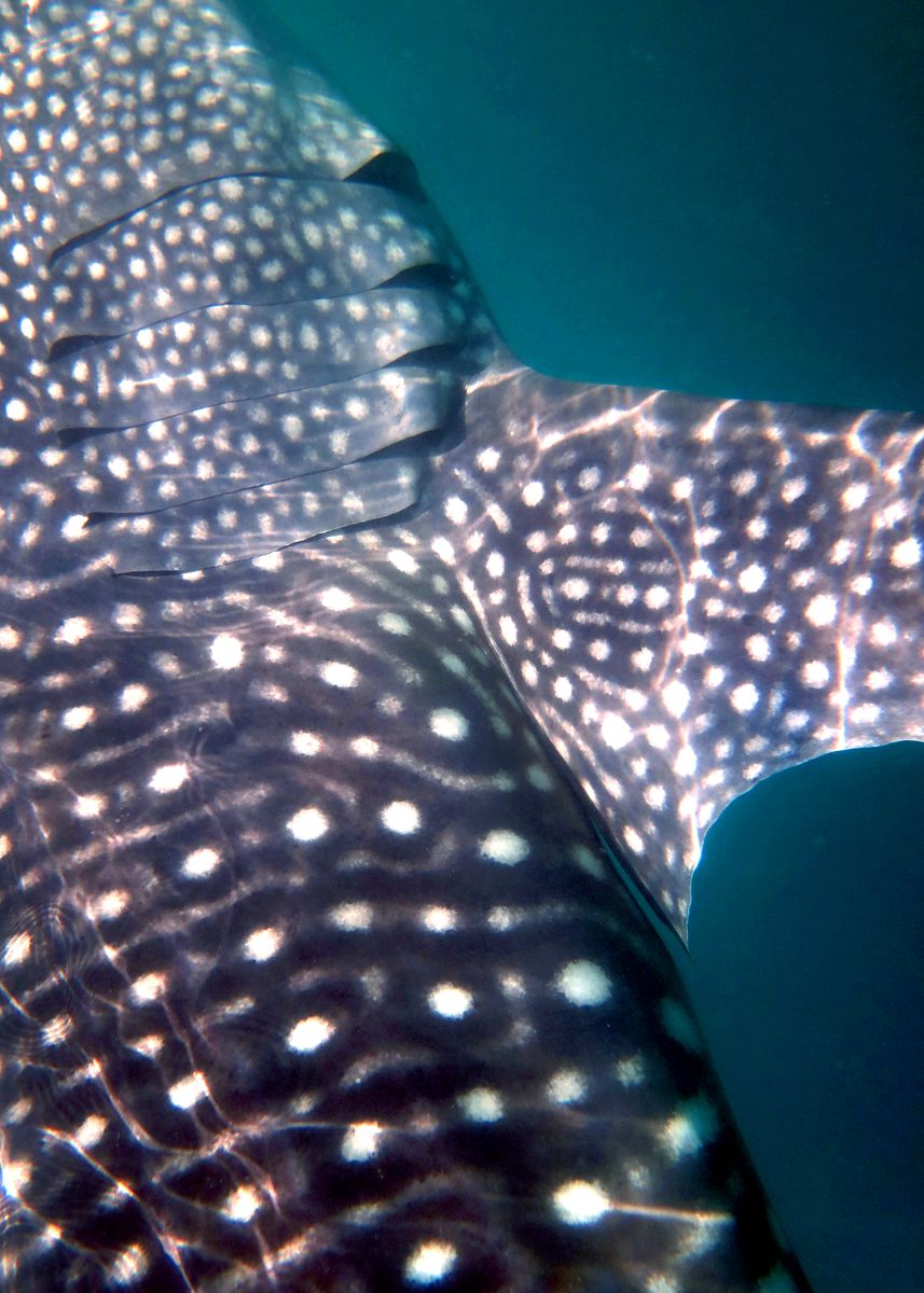 'Whale Shark Skin Close-up' Poster, picture, metal print, paint by ...