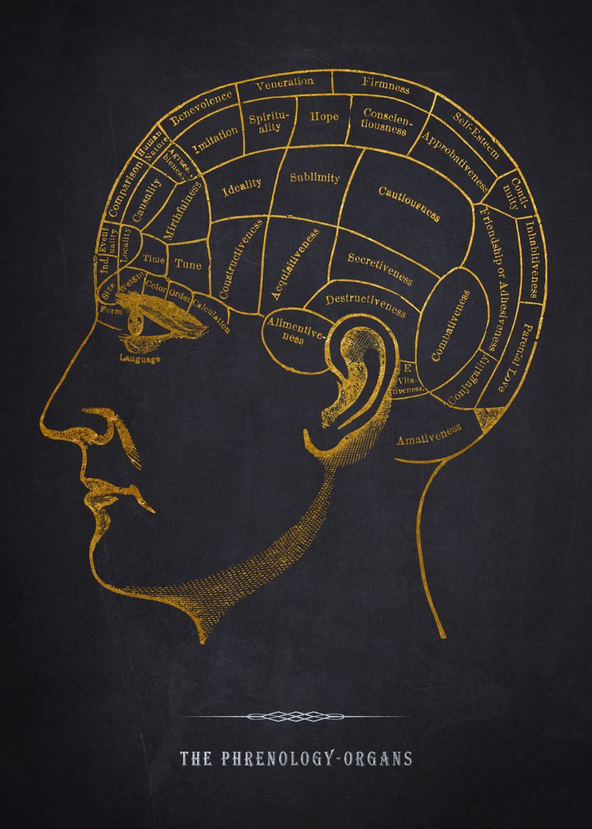 'Phrenology Organs Chart' Poster, picture, metal print, paint by Aged ...