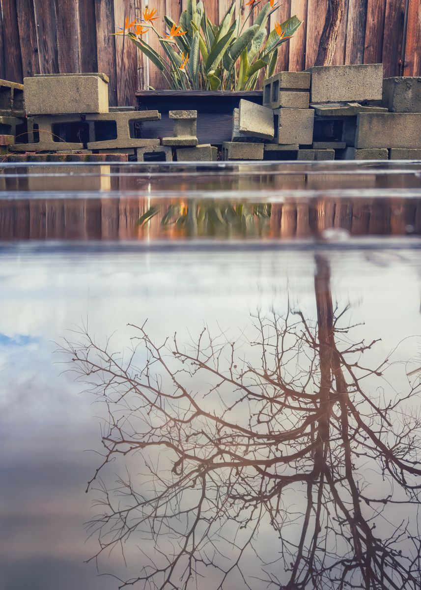 'Tree Reflection in Water' Poster, picture, metal print, paint by ...