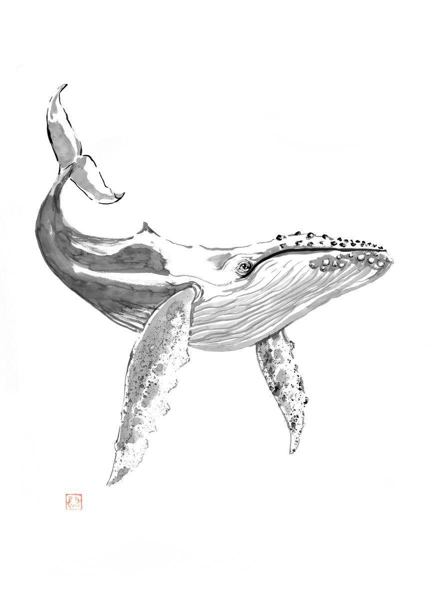 'Humpback Whale Ink Drawing' Poster, picture, metal print, paint by ...