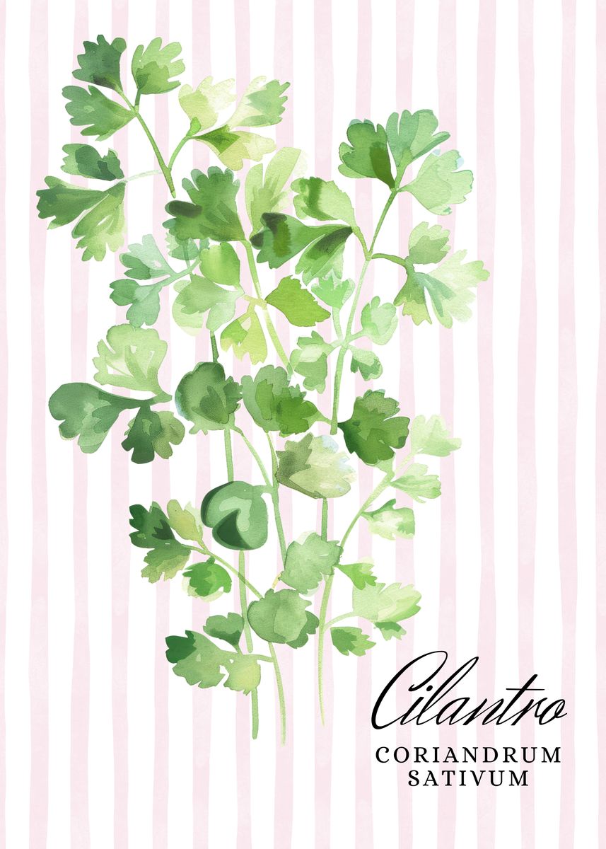 'Cilantro Watercolor Illustration | Kitchen Wall Art Collection' Poster ...