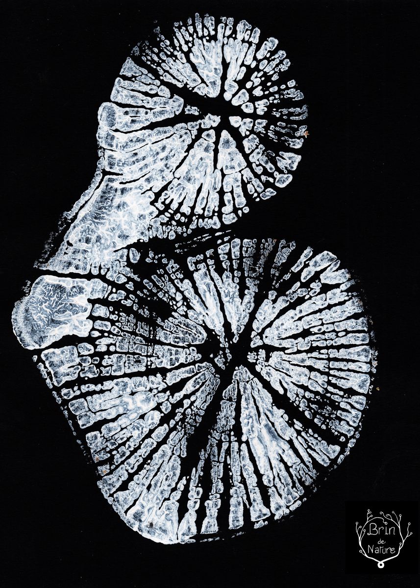 'Empreinte Phoetus' Poster, picture, metal print, paint by BrindeNature ...