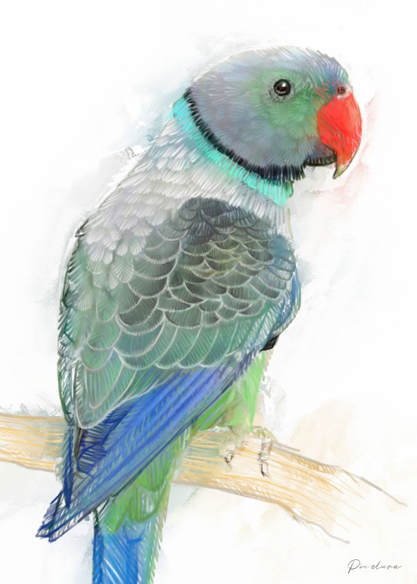 'Indan Ringneck Parrot Watercolor' Poster, picture, metal print, paint ...