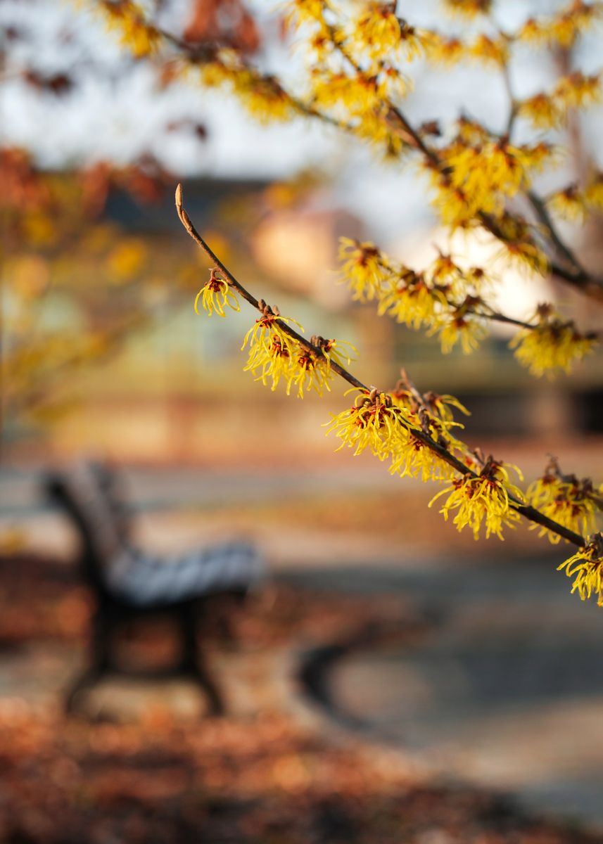 'Witch Hazel Blooms' Poster, picture, metal print, paint by Mycatherina ...