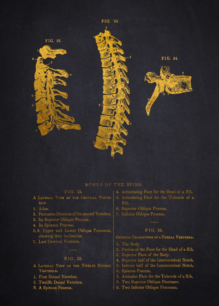 'Human Spine Anatomy Diagram' Poster, picture, metal print, paint by ...