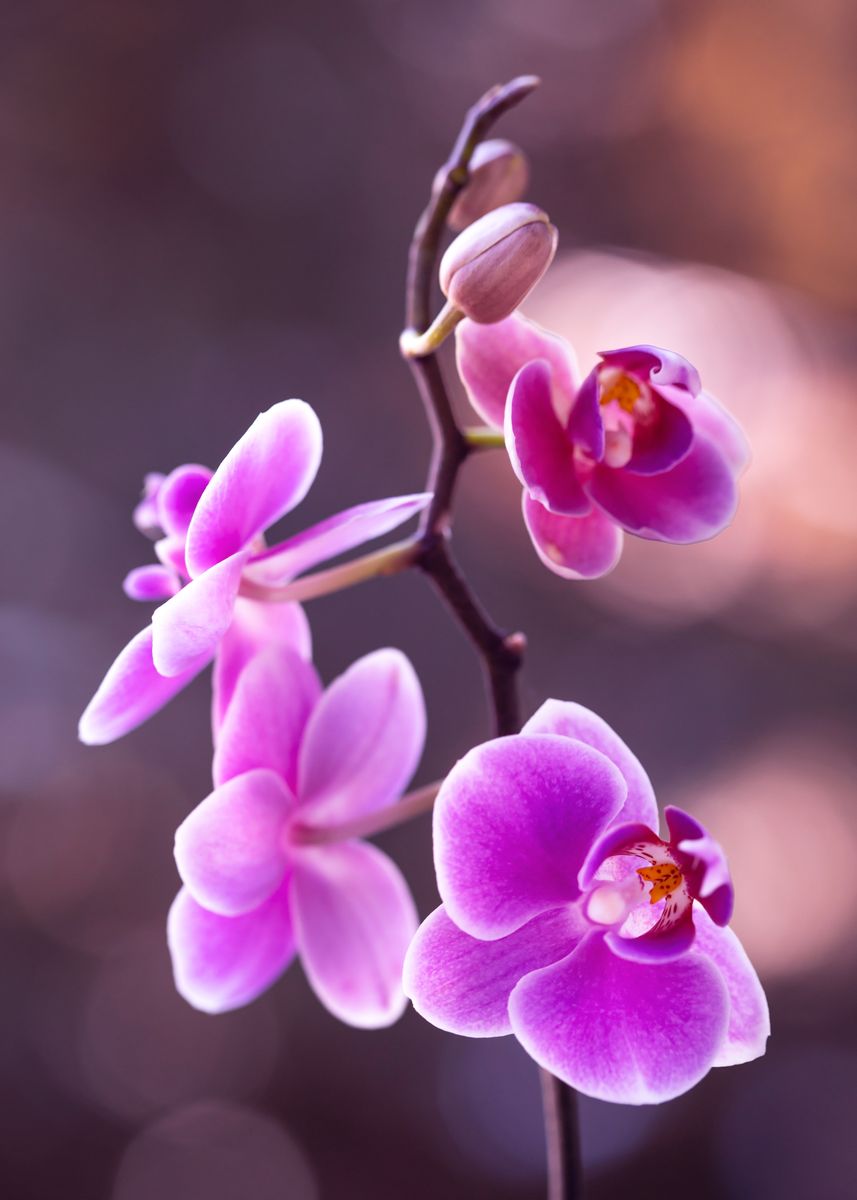 'Pink Orchid Bloom' Poster, picture, metal print, paint by Mycatherina ...