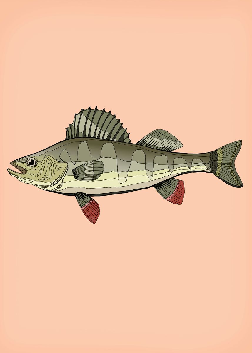 'Detailed Perch Illustration' Poster, picture, metal print, paint by ...