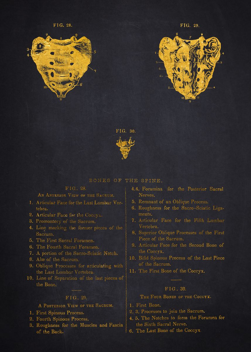 'Sacrum Bone Anatomy' Poster, picture, metal print, paint by Aged Pixel ...