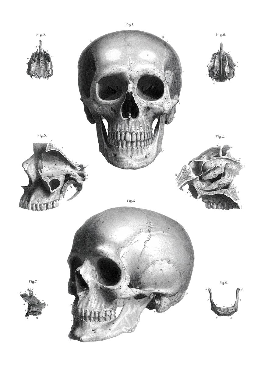 'Human Skull Anatomy Illustration' Poster, picture, metal print, paint ...
