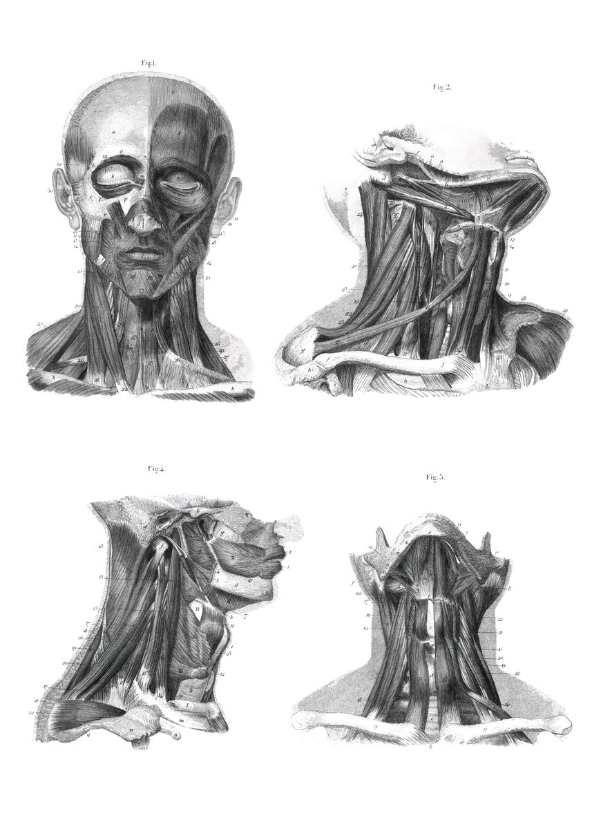 'Human Head and Neck Anatomy' Poster, picture, metal print, paint by ...
